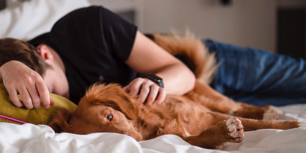 How Alexa Can Help You Sleep Better 10 Tips My Dream Haus How Alexa Can Help You Sleep Better 10 Tips My Dream Haus
